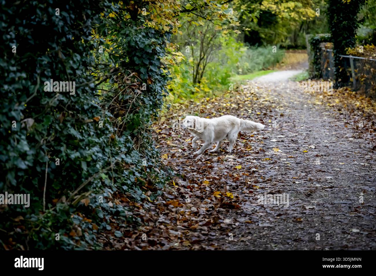 ARNHEM - Walking the dog in the forest Golden retriever . ANP ...
