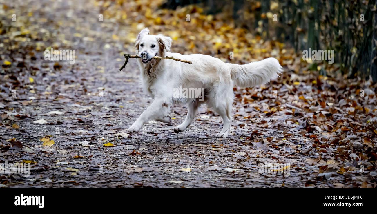 ARNHEM - Walking the dog in the forest Golden retriever . ANP ...