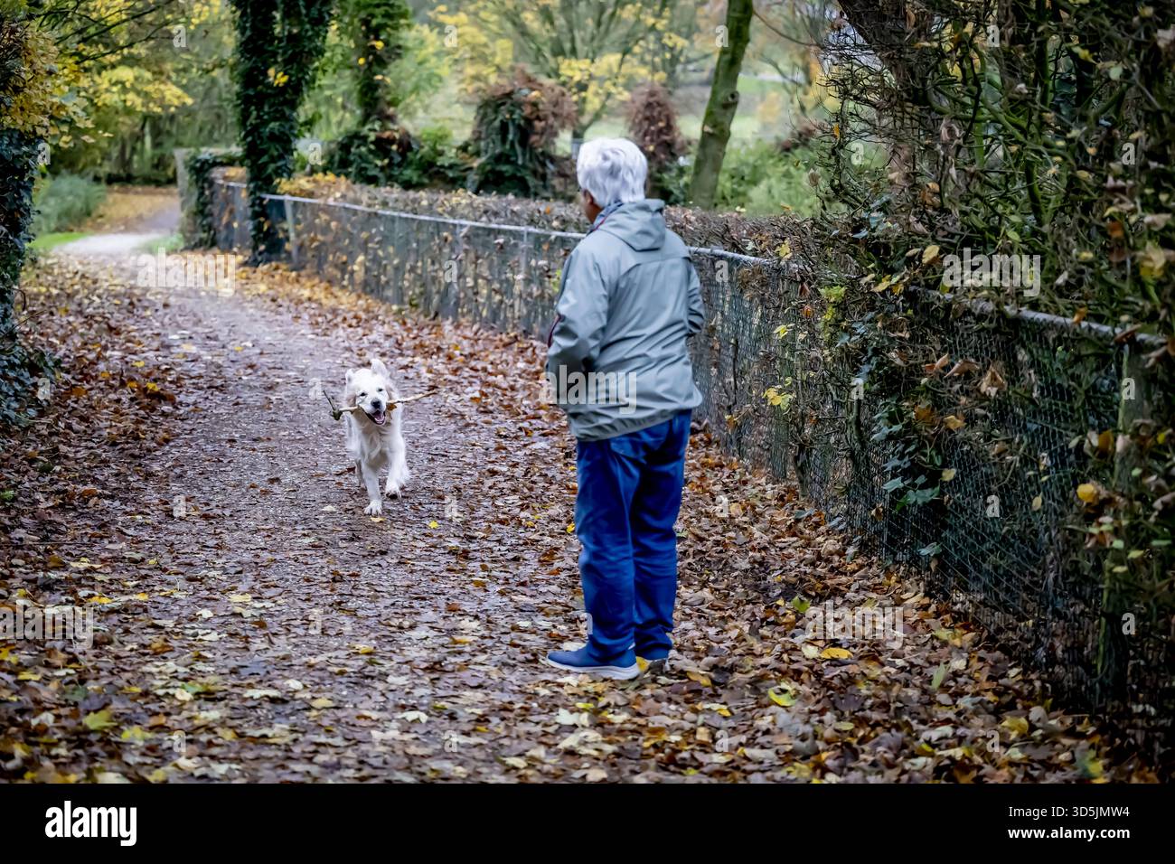 ARNHEM - Walking the dog in the forest Golden retriever . ANP ...