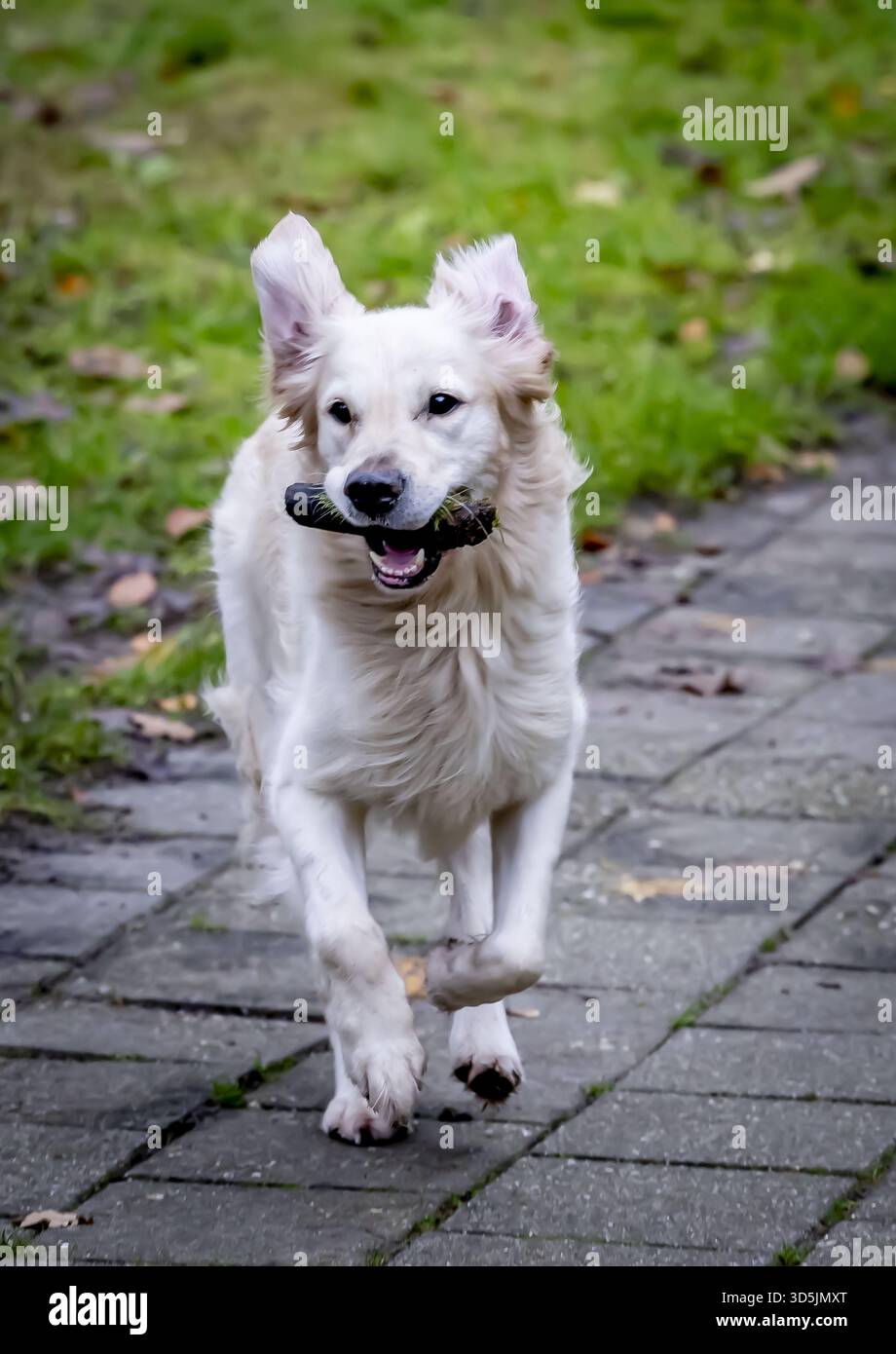 ARNHEM - Walking the dog in the forest Golden retriever . ANP ...
