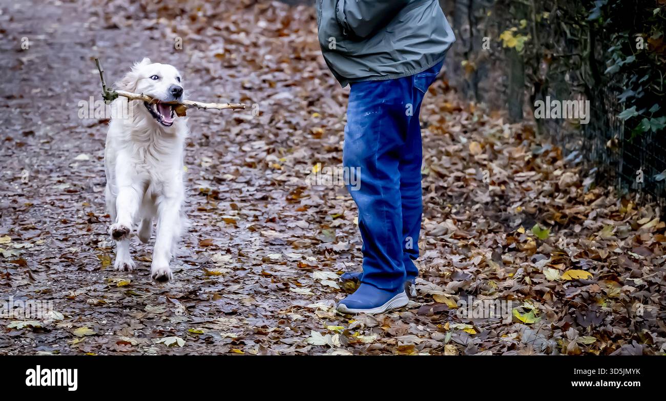 ARNHEM - Walking the dog in the forest Golden retriever . ANP ...