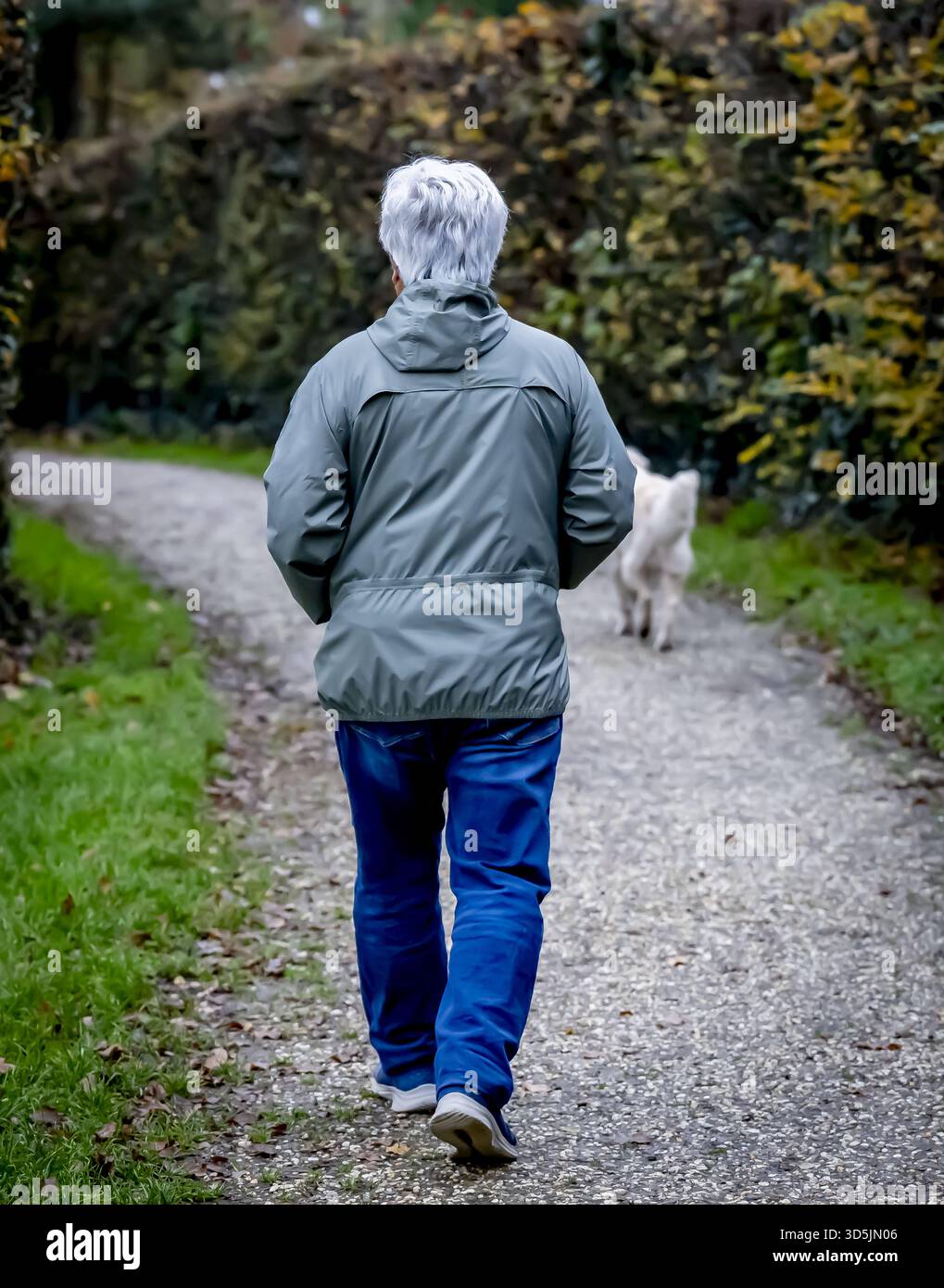 ARNHEM - Walking the dog in the forest Golden retriever . ANP ...