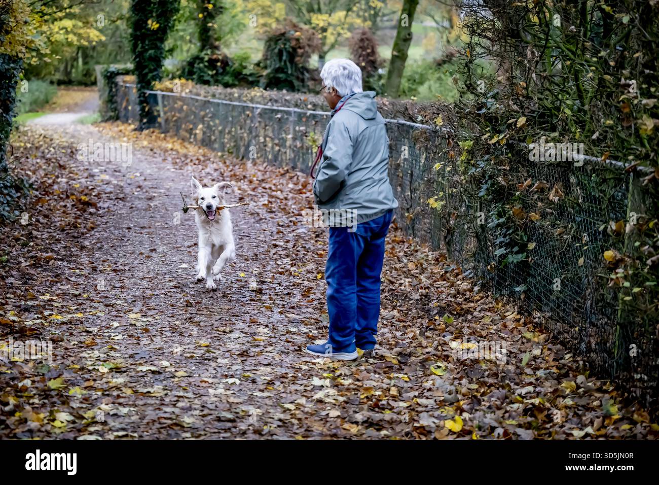 ARNHEM - Walking the dog in the forest Golden retriever . ANP ...