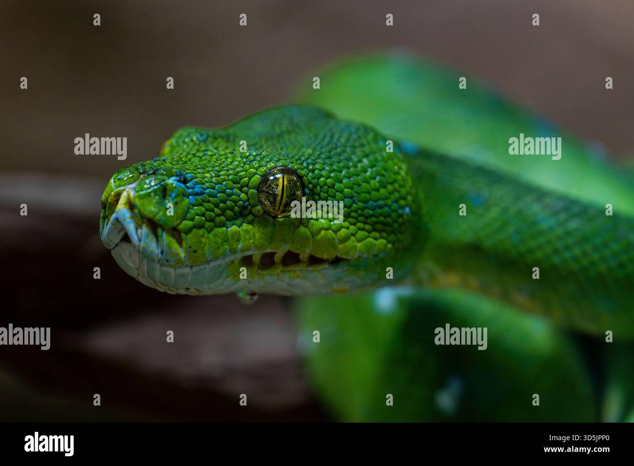 Ein Grüner Baumpython Morelia viridis im Alfred-Brehm-Haus im Tierpark ...