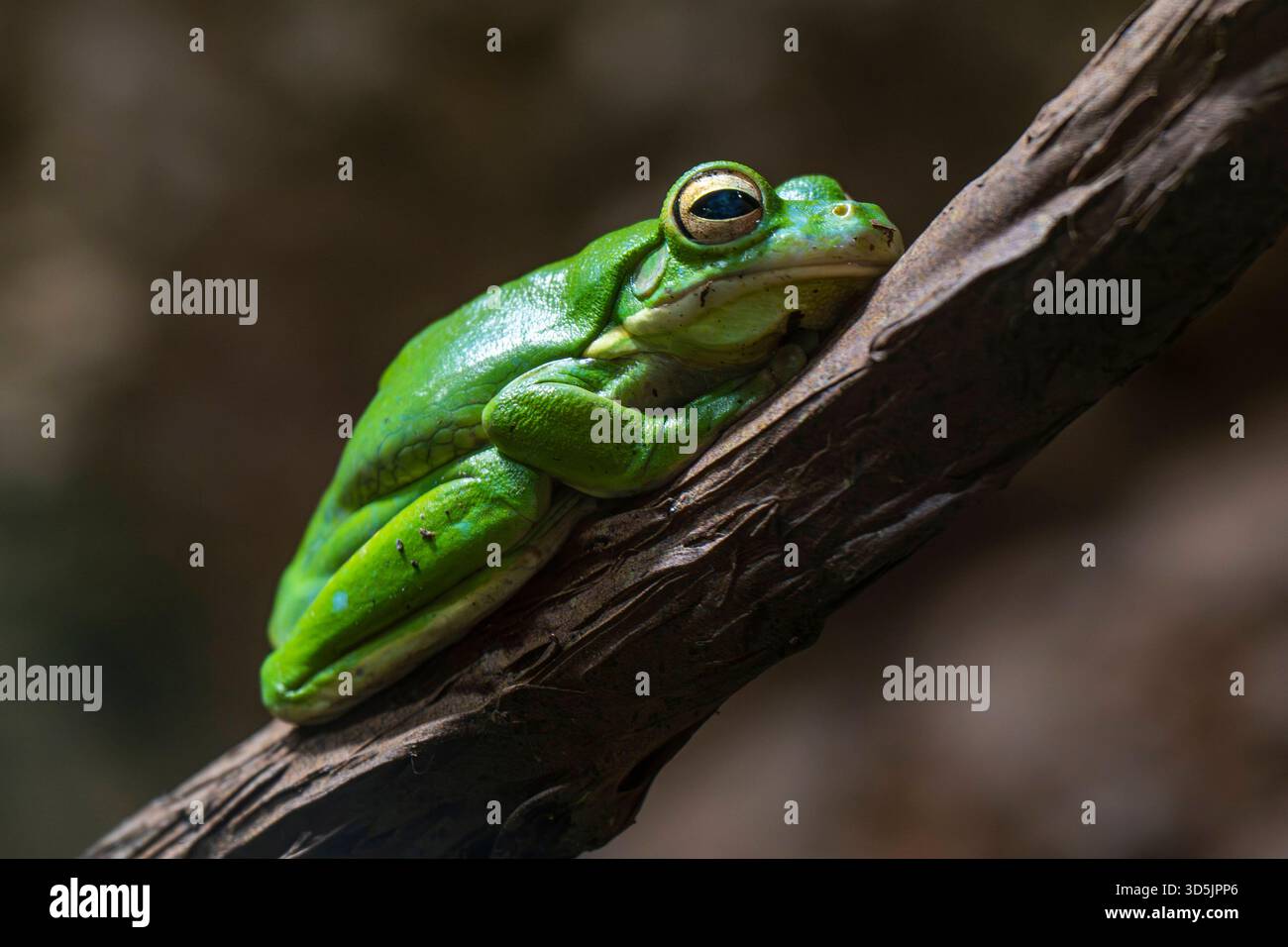 Ein Neuguinea-Riesenlaubfrosch Litoria infrafrenata im Alfred-Brehm ...