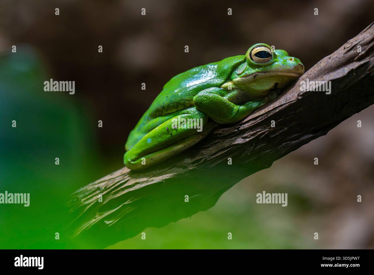 Ein Neuguinea-Riesenlaubfrosch Litoria infrafrenata im Alfred-Brehm ...