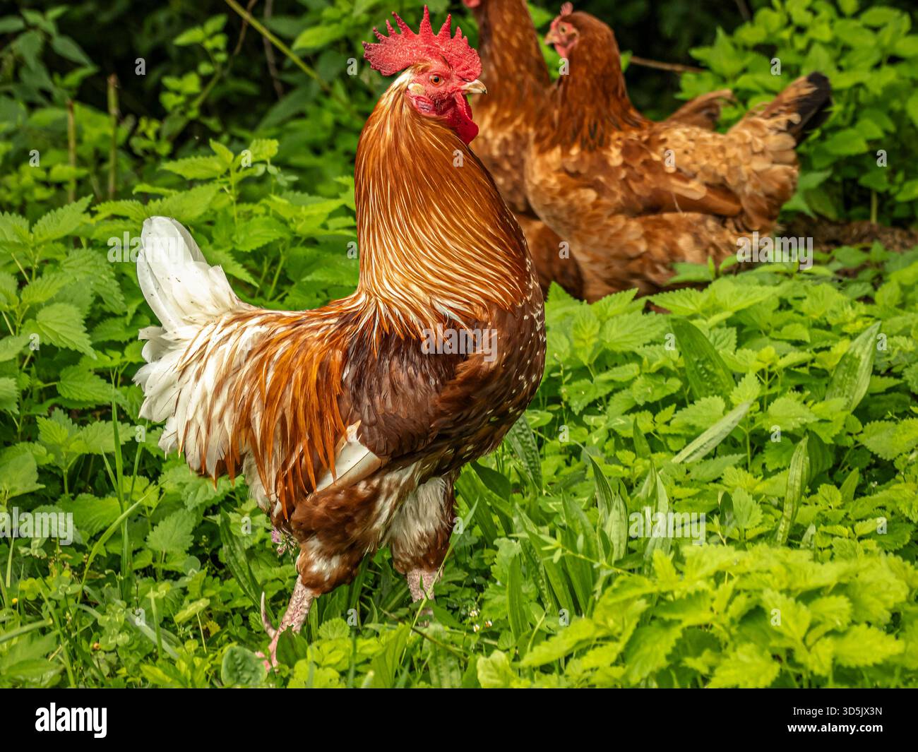 Feathers conveys hi-res stock photography and images - Alamy