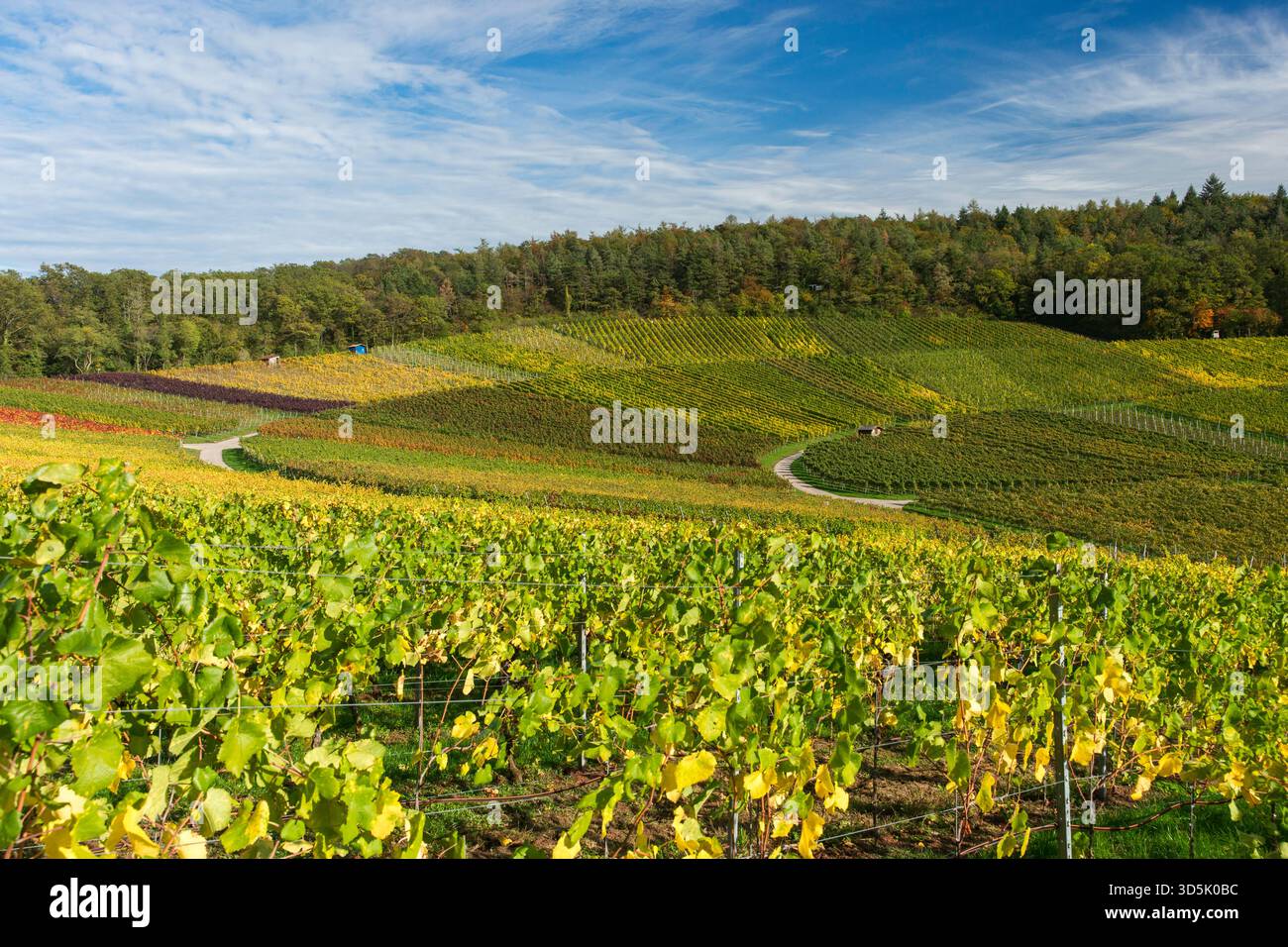 Vineyards in fall hi-res stock photography and images - Alamy