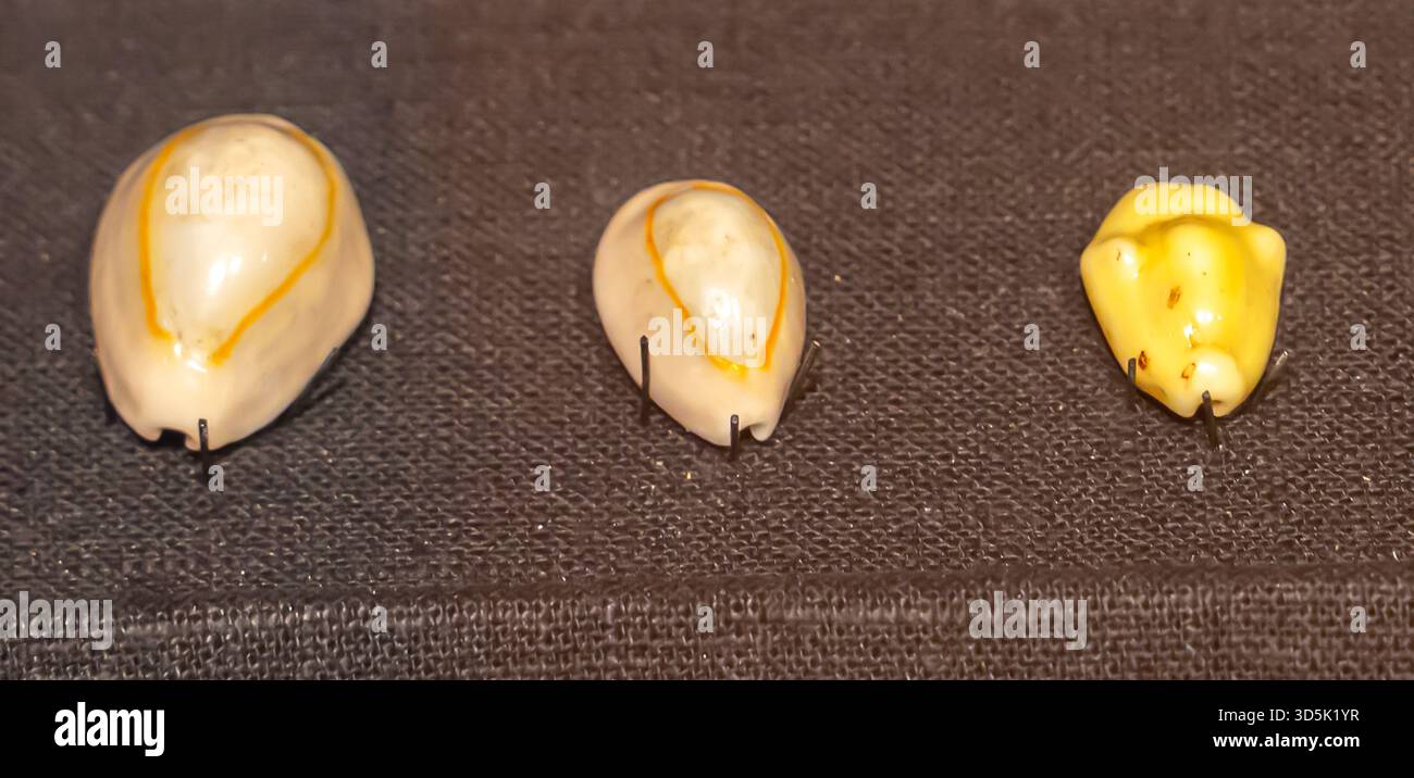 Cowrie shell money hi-res stock photography and images - Alamy