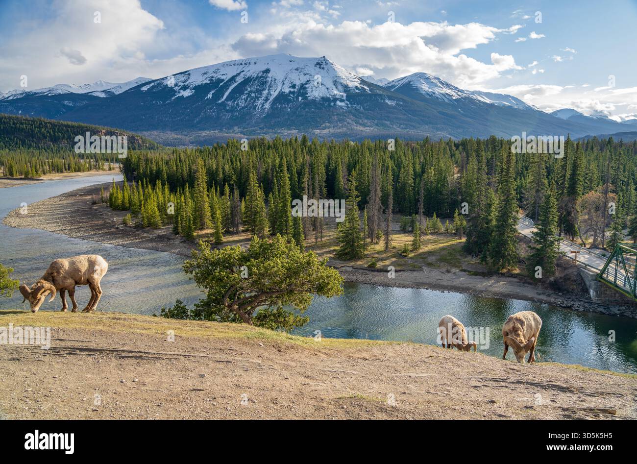 Canadian Rockies Jasper National Park nature scenery. Foraging bighorn ...