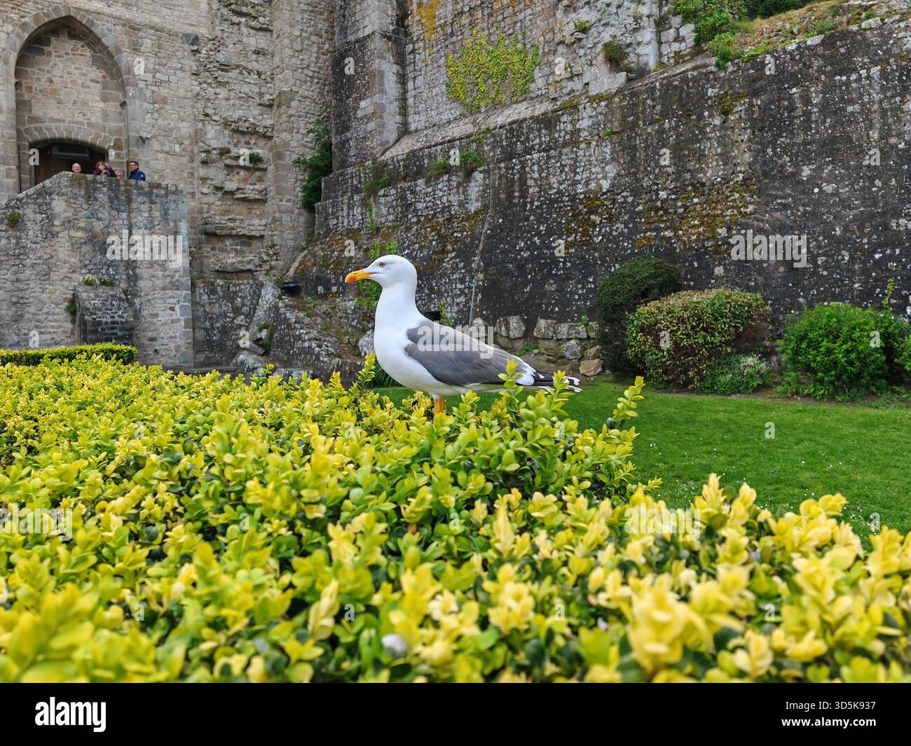 Seagull green bush near medieval stone wall Mont Saint Michel France ...