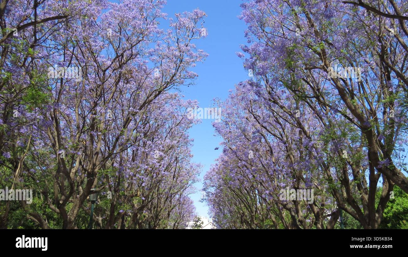 Jacaranda Trees in Athens. Beautiful blooming Jacaranda trees with ...