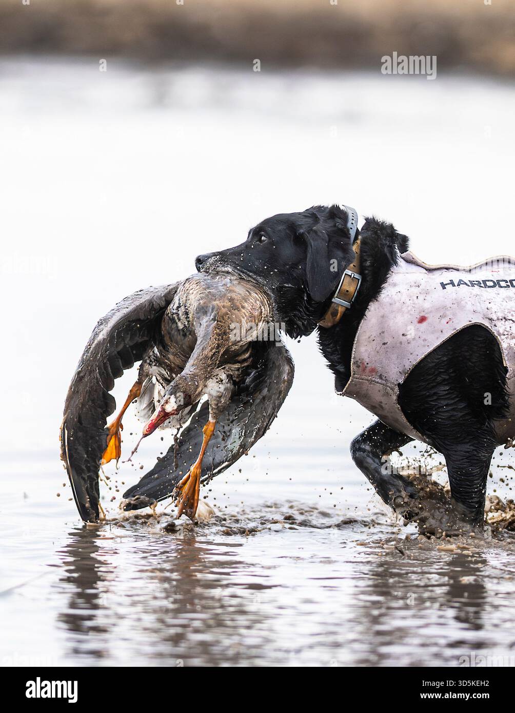 A Black Labrador Retriever with Snow Geese and White-front Geese in ...