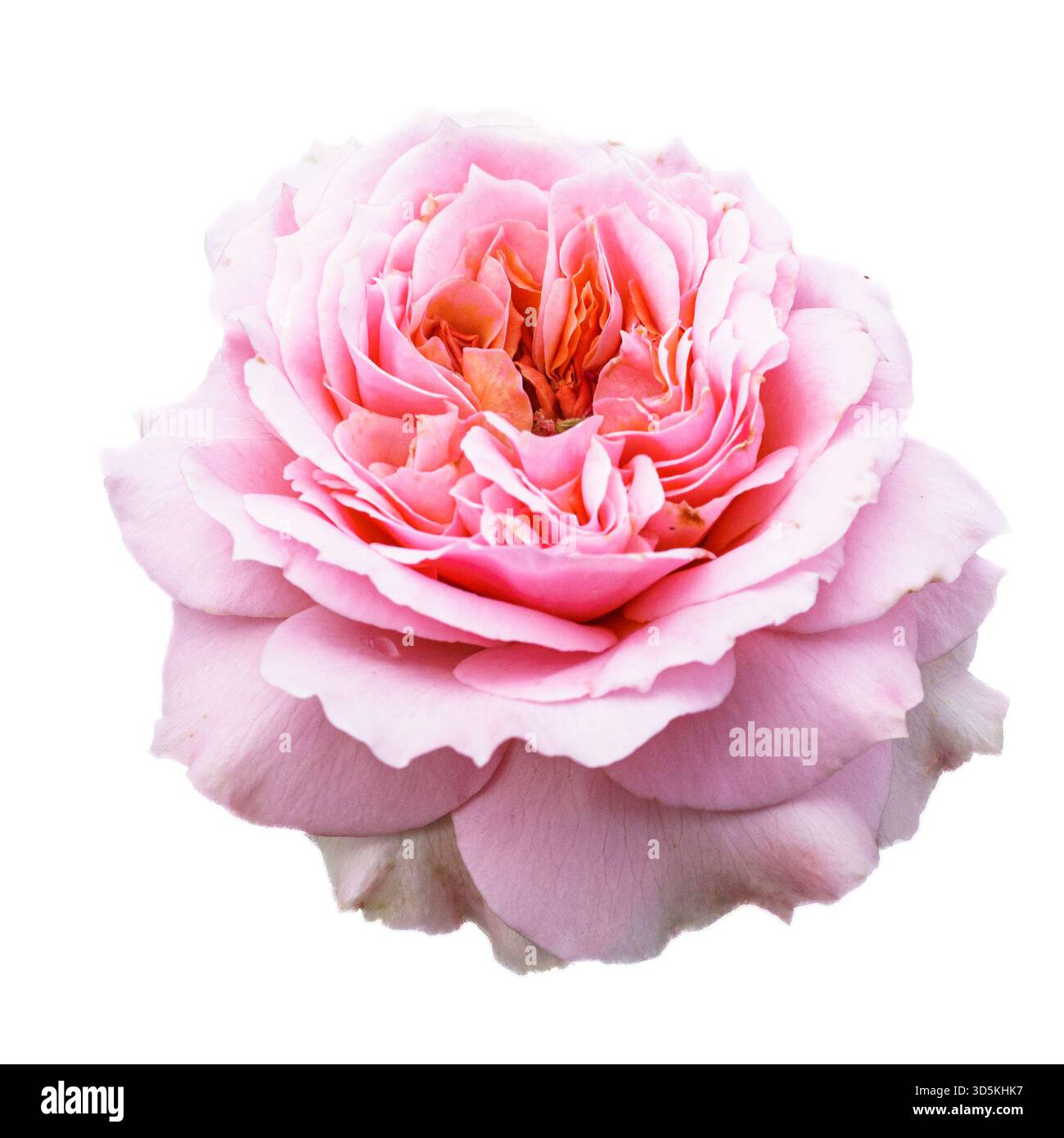 Orange aesthetic Cut Out Stock Images & Pictures - Alamy