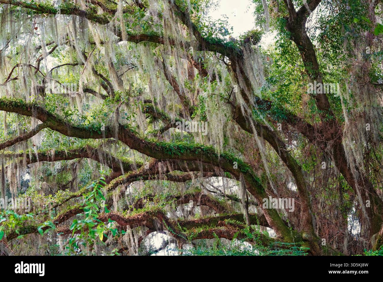 Large mature oak tree, with long ivy branches and spanish moss, beauty ...