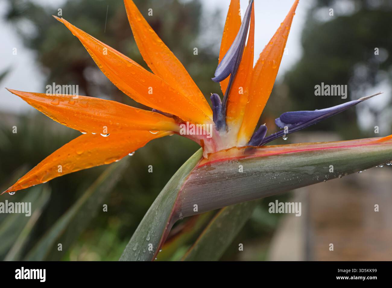 November 14, 2025, Pomona, California, U.S.A: The beautiful Bird of ...