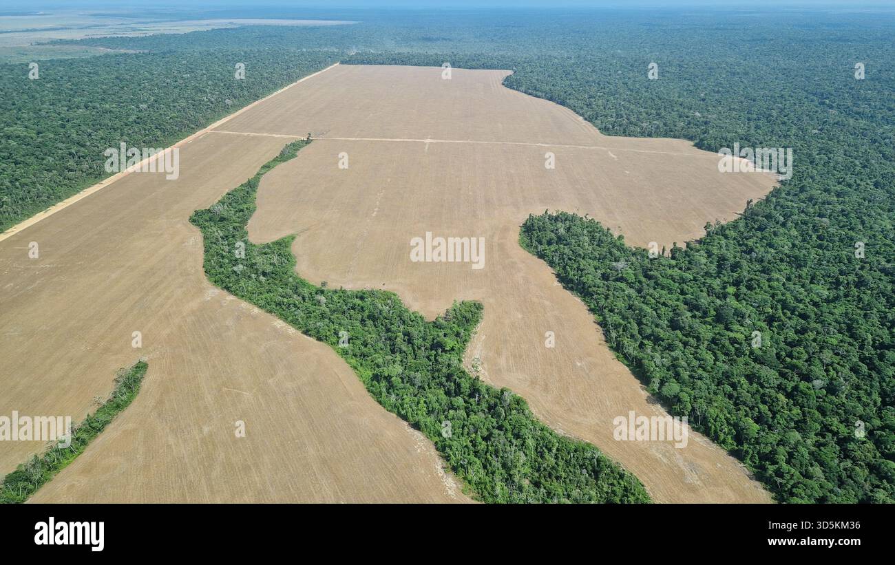13 November 2025, Brazil, -: In the Amazon rainforest near the ...