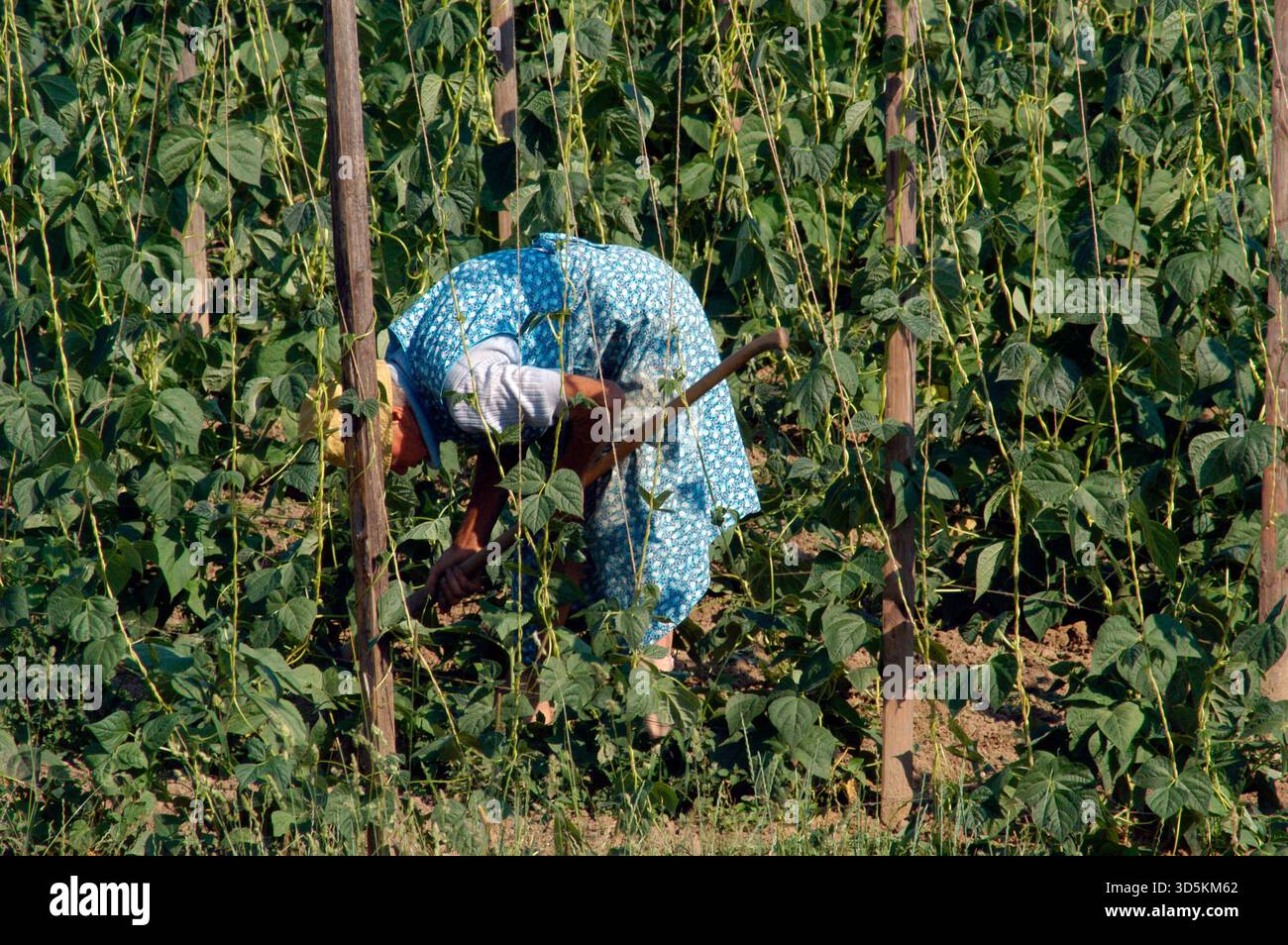 garden horticulture a very important structure in agriculture garden ...