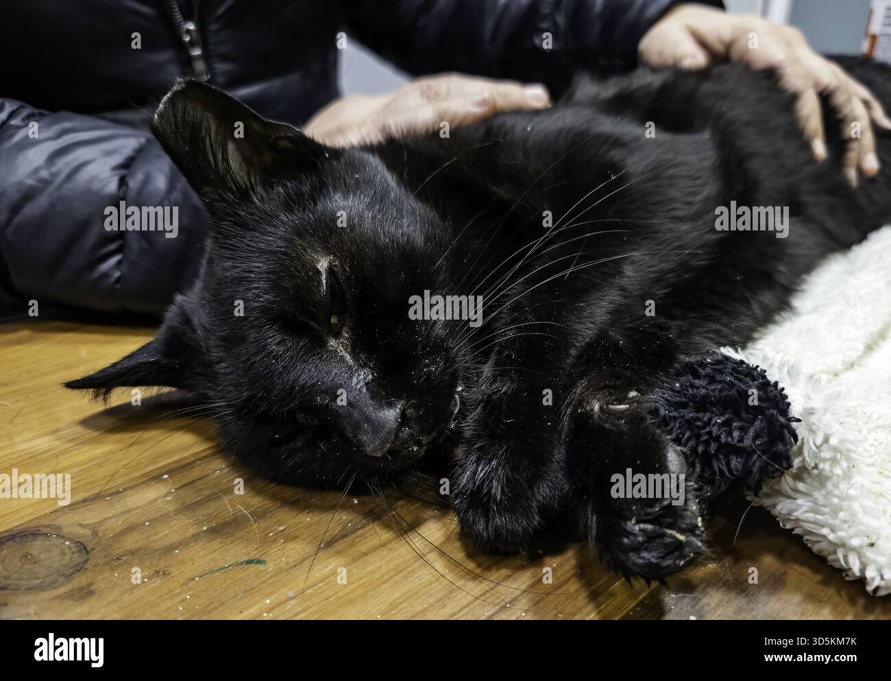 Details of care for a sick animal, veterinary clinic Stock Photo - Alamy