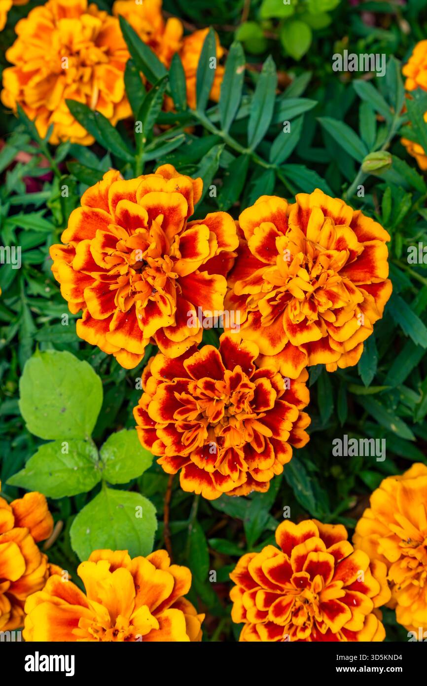 A vivid cluster of marigold flowers displaying rich orange and red ...