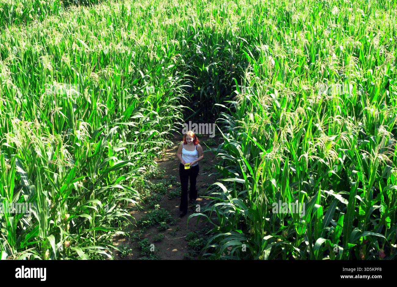 a corn field or maize field in agricultural cultivation and production ...