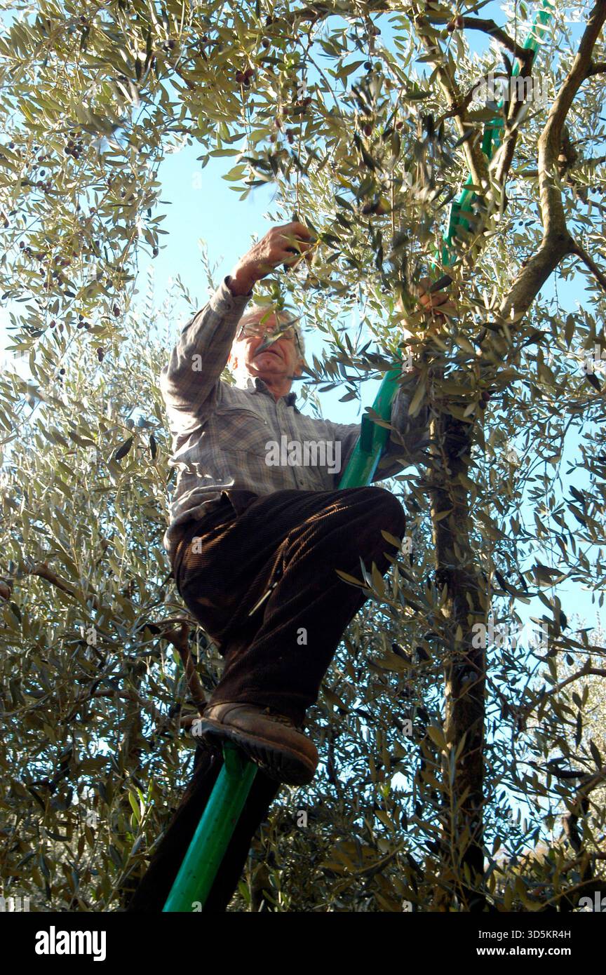 olive harvest in Arco, in the region of Trentino, Italy olive harvest in Arco, Italy Stock Photo ...