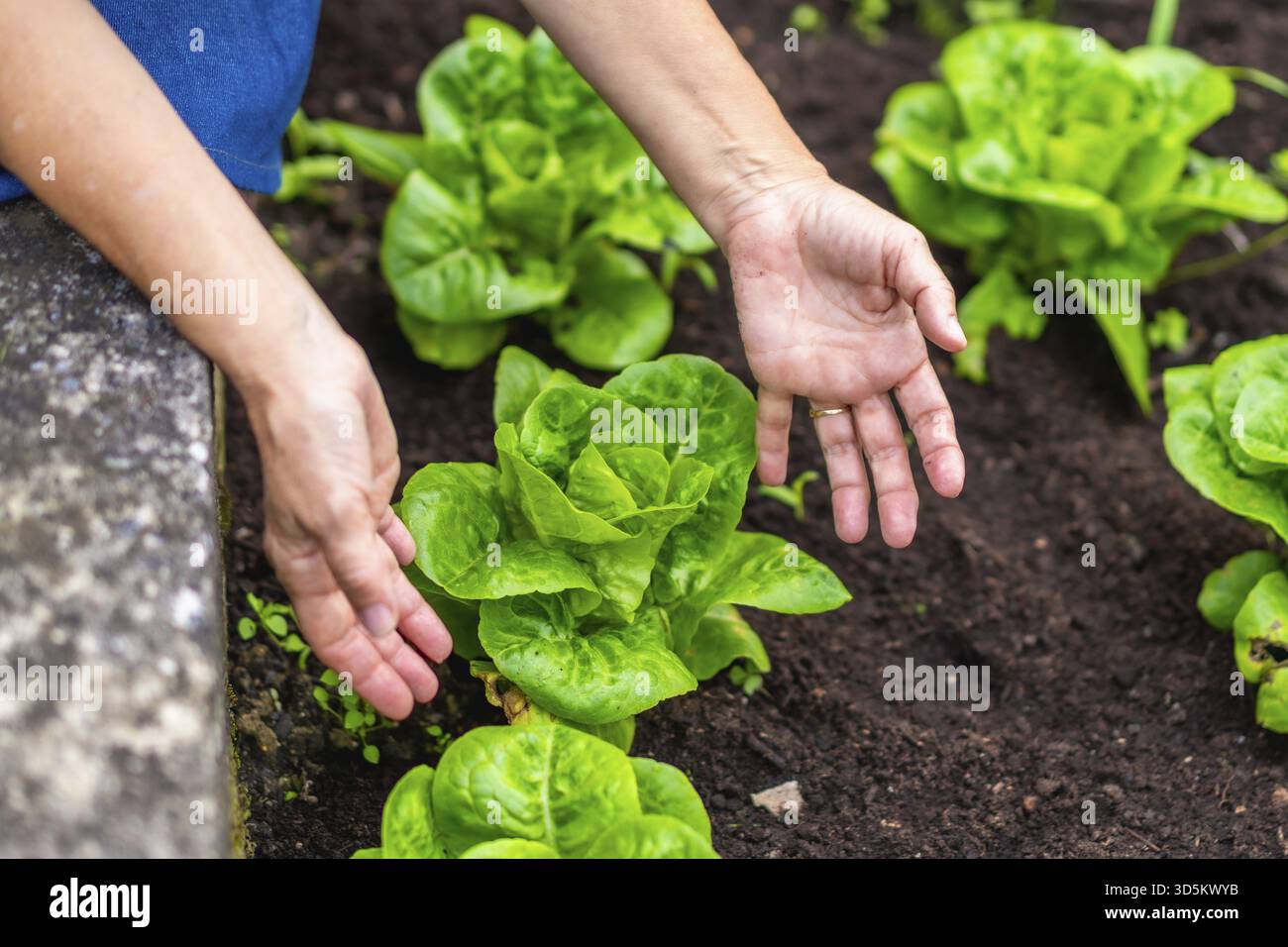 Womans hands gently nurturing hi-res stock photography and images - Alamy