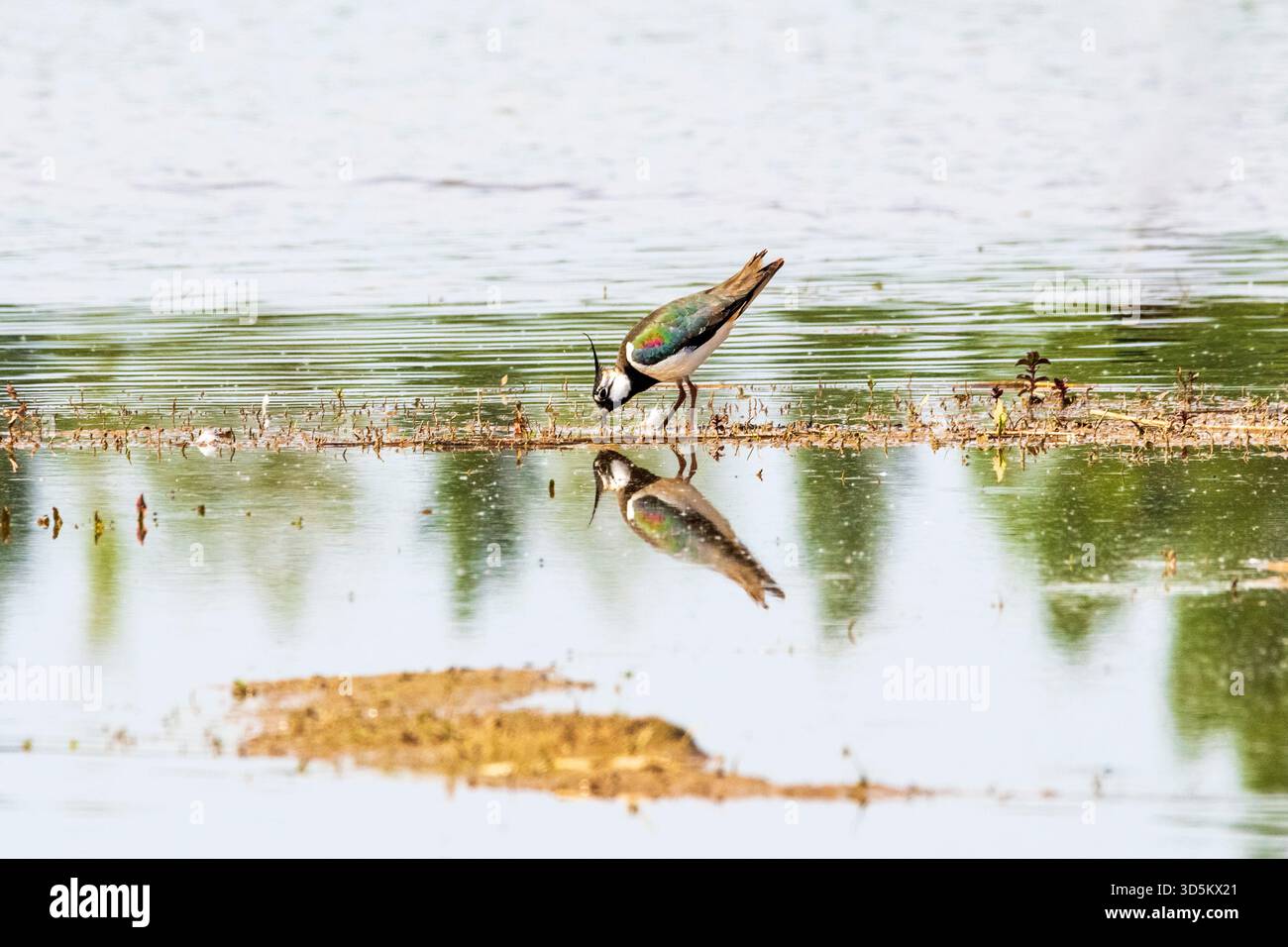 Dutch wetlands hi-res stock photography and images - Alamy