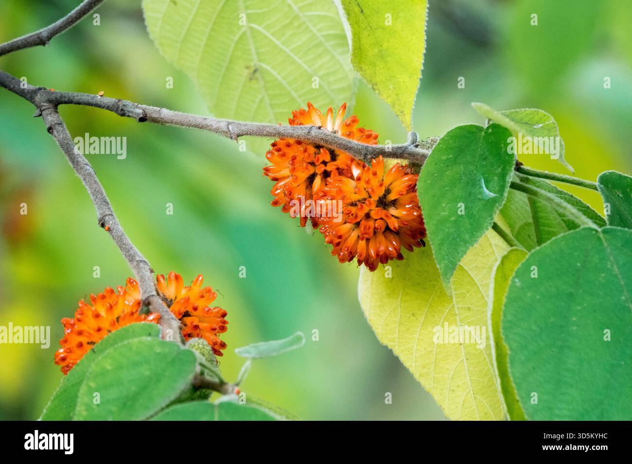 Closeup paper mulberry tree hi-res stock photography and images - Alamy