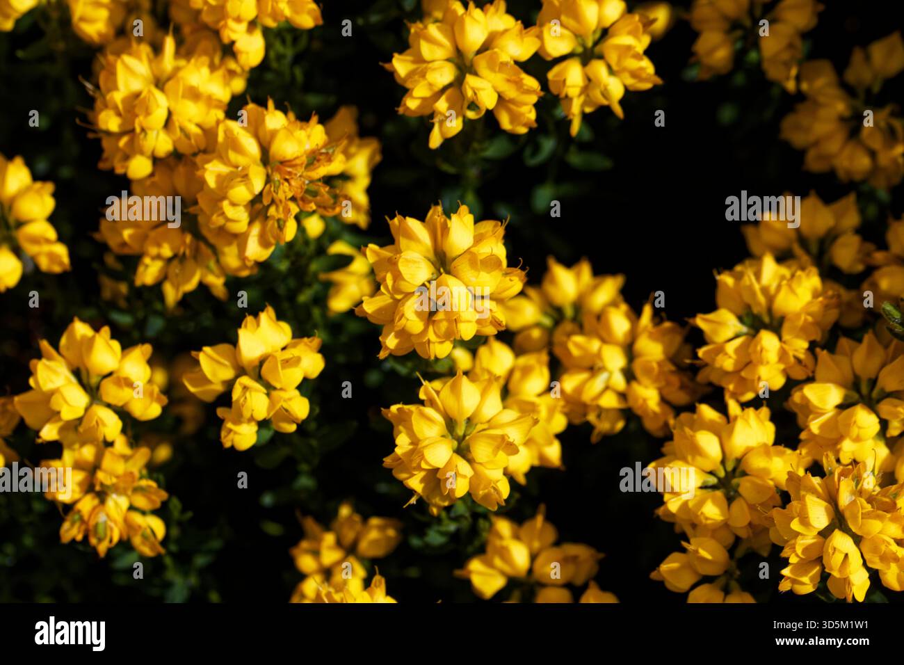 Ulex europaeus, commonly known as gorse, common gorse, furze or whin ...