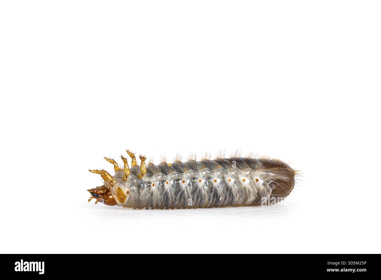 Larva or grub from Congo Rose chafer aka achnoda marginata peregrina ...