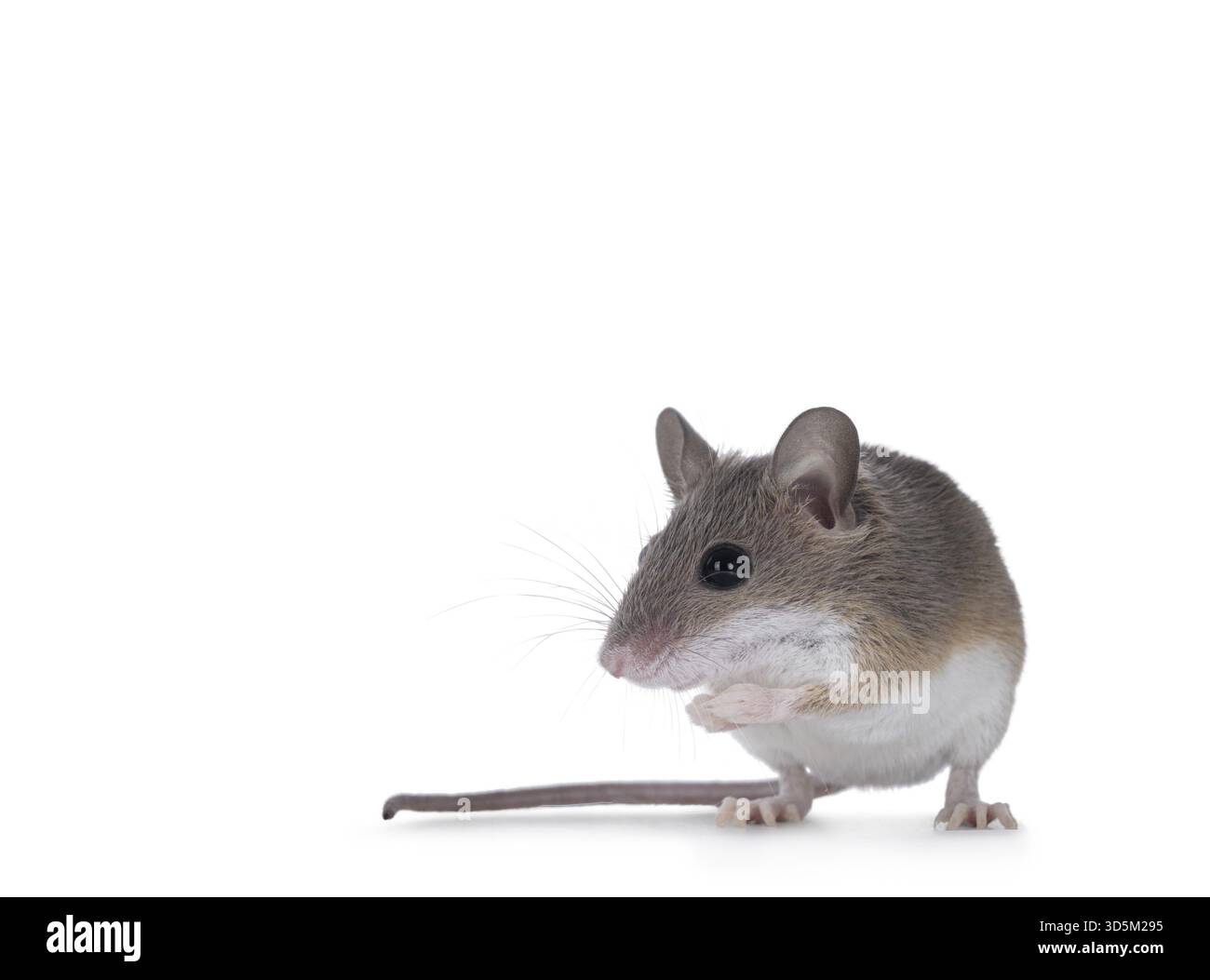 African pygmy mouse aka Mus minutoides and smallest rodent in the world ...