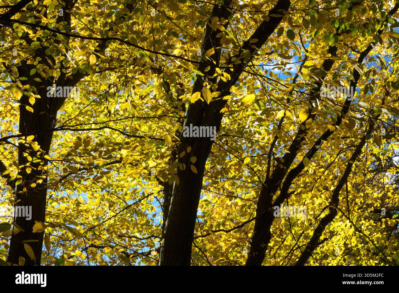 Common Hornbeam Trees in Gold Autumn European Hornbeam Foliage Carpinus ...
