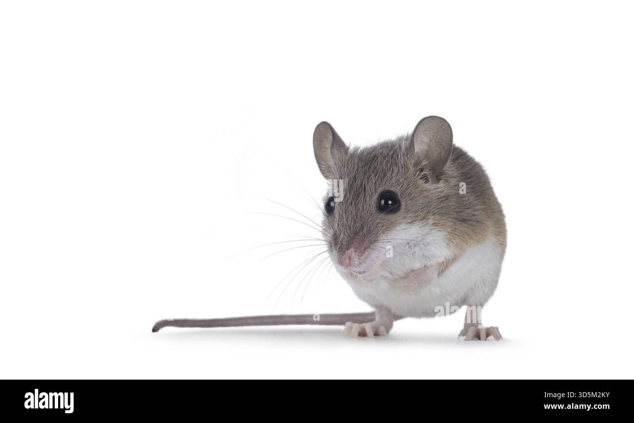 African pygmy mouse aka Mus minutoides and smallest rodent in the world ...