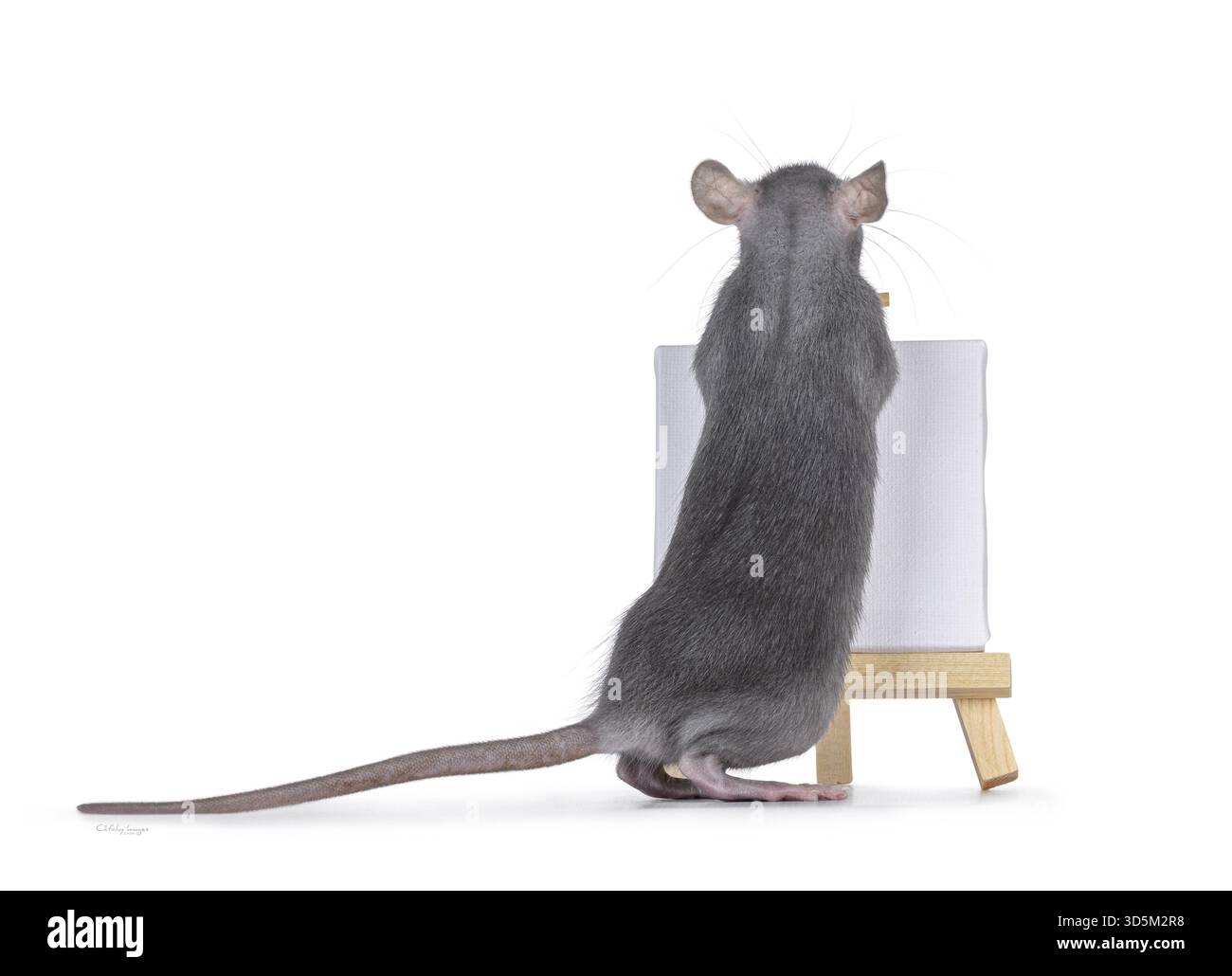 Back canvas painting Cut Out Stock Images & Pictures - Alamy