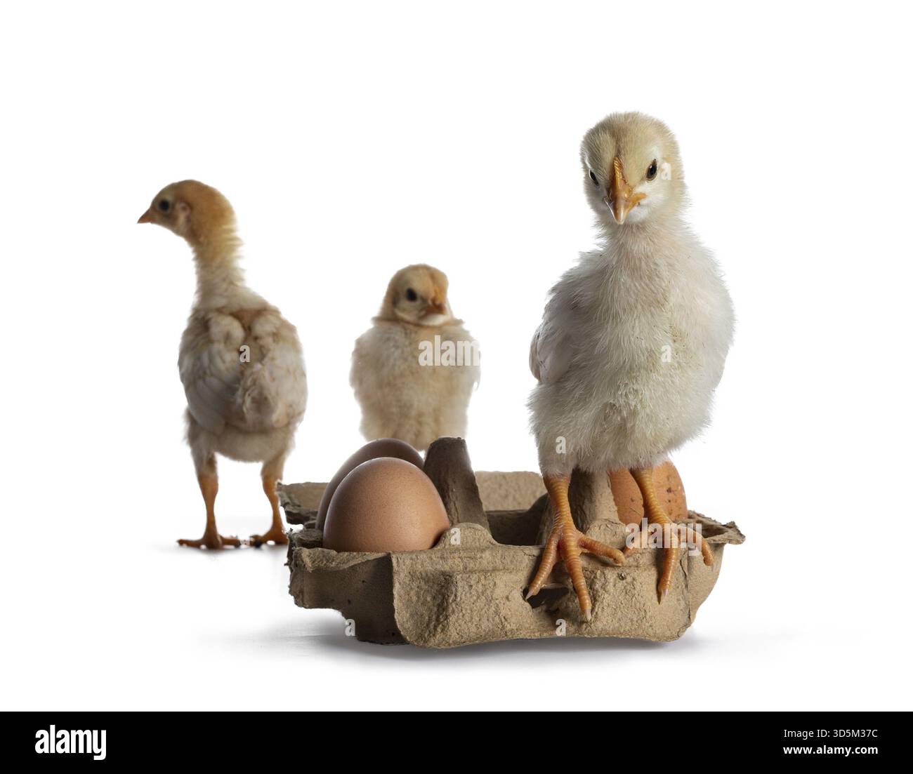 Camera several Cut Out Stock Images & Pictures - Alamy