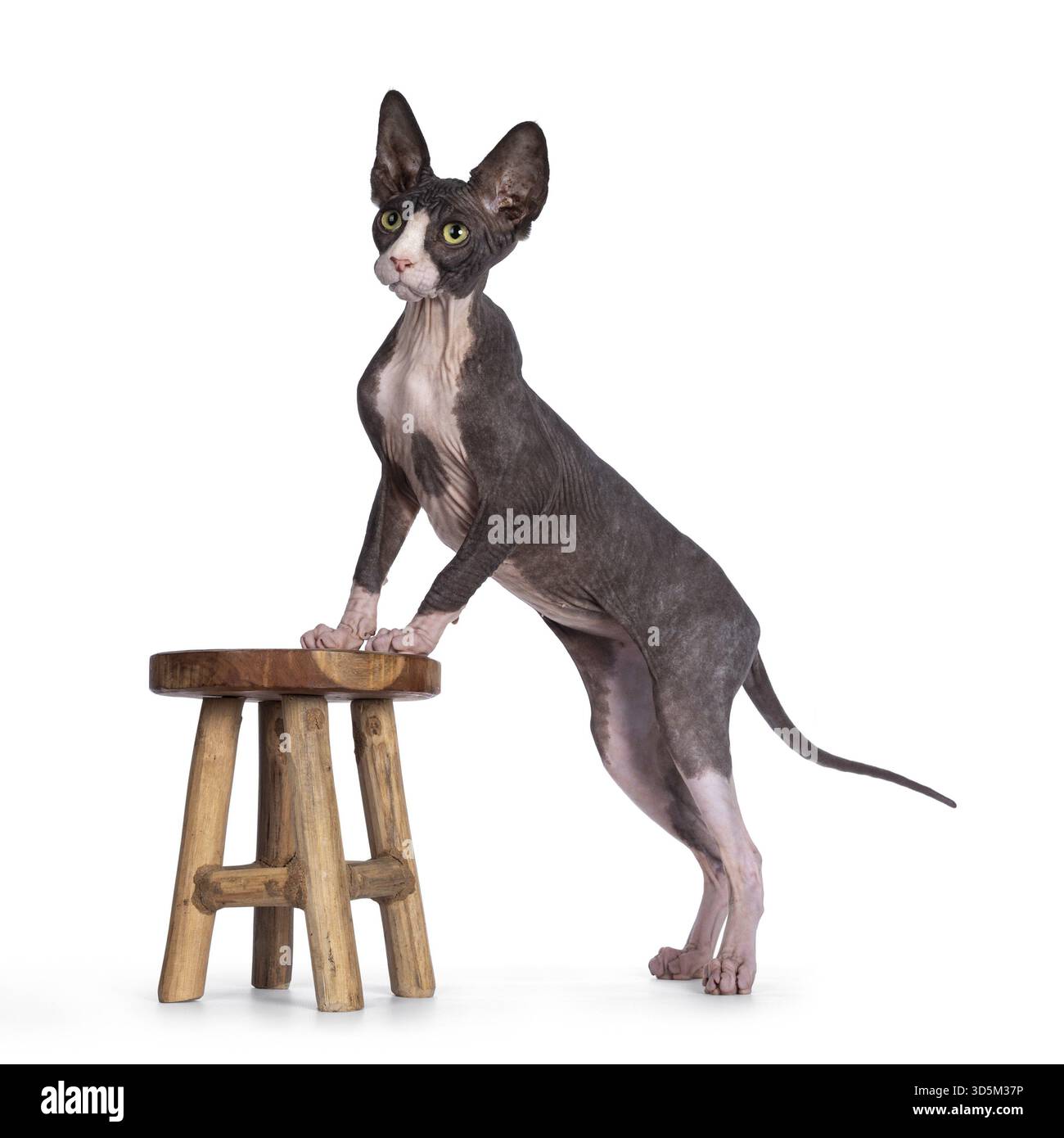 Cute blue with white tuxedo Sphynx cat kitten, standing side ways with ...