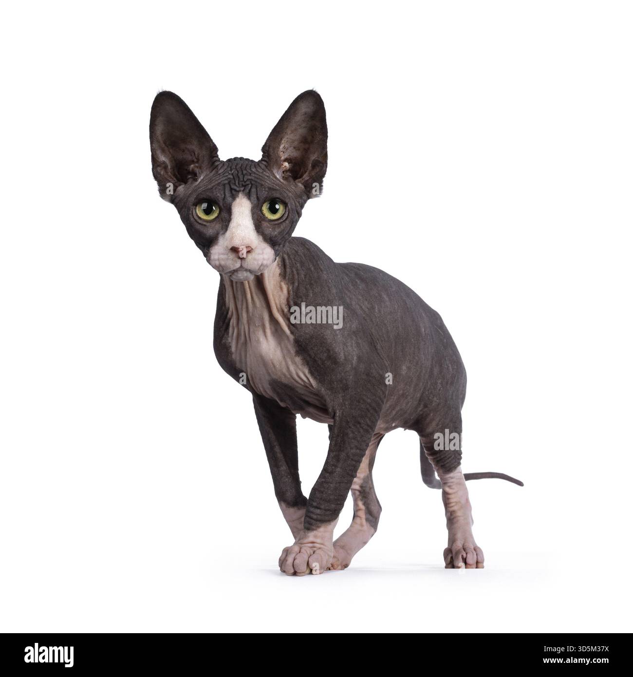 Green blue camera on Cut Out Stock Images & Pictures - Alamy