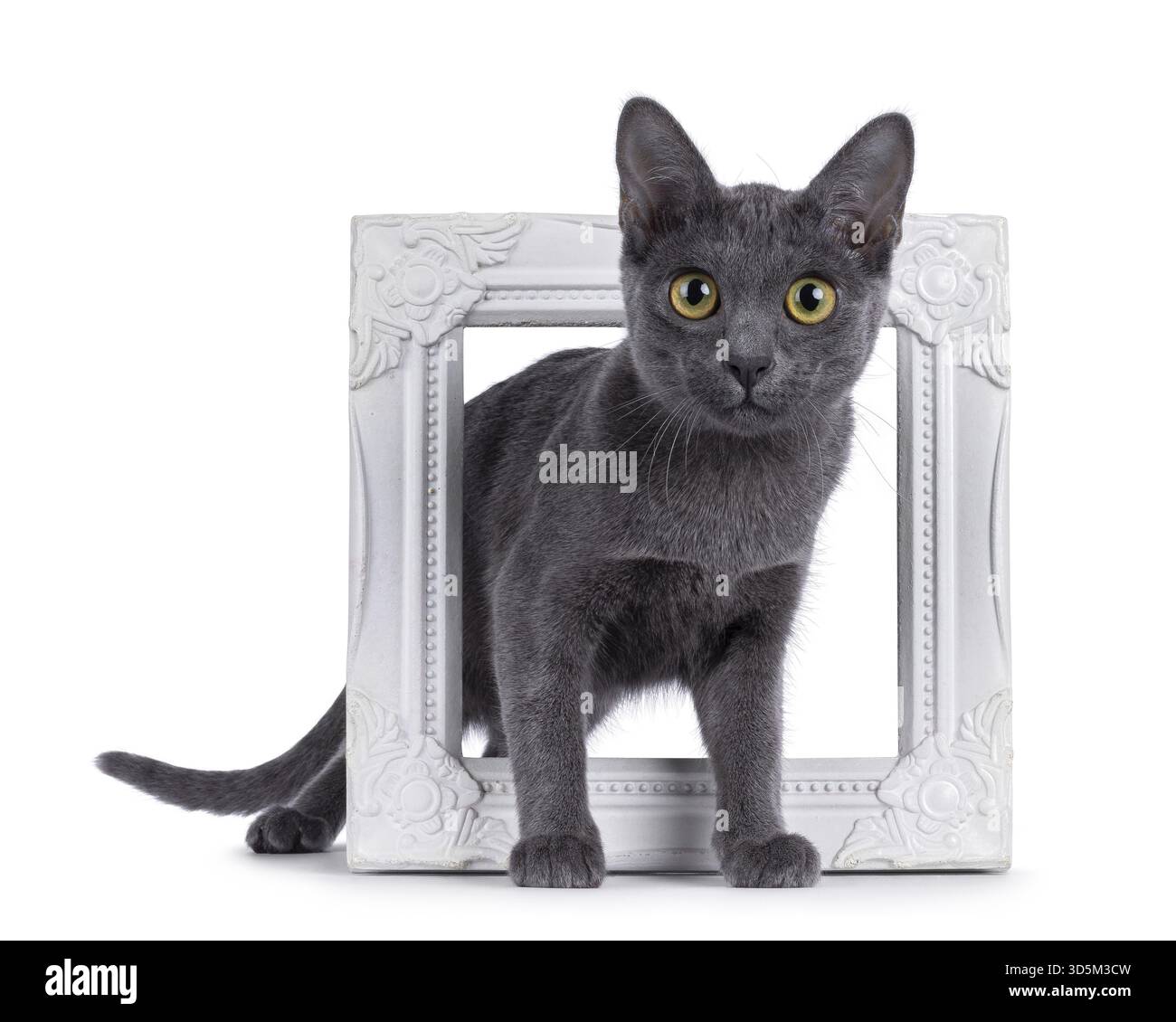 Kitten looking frame Cut Out Stock Images & Pictures - Alamy