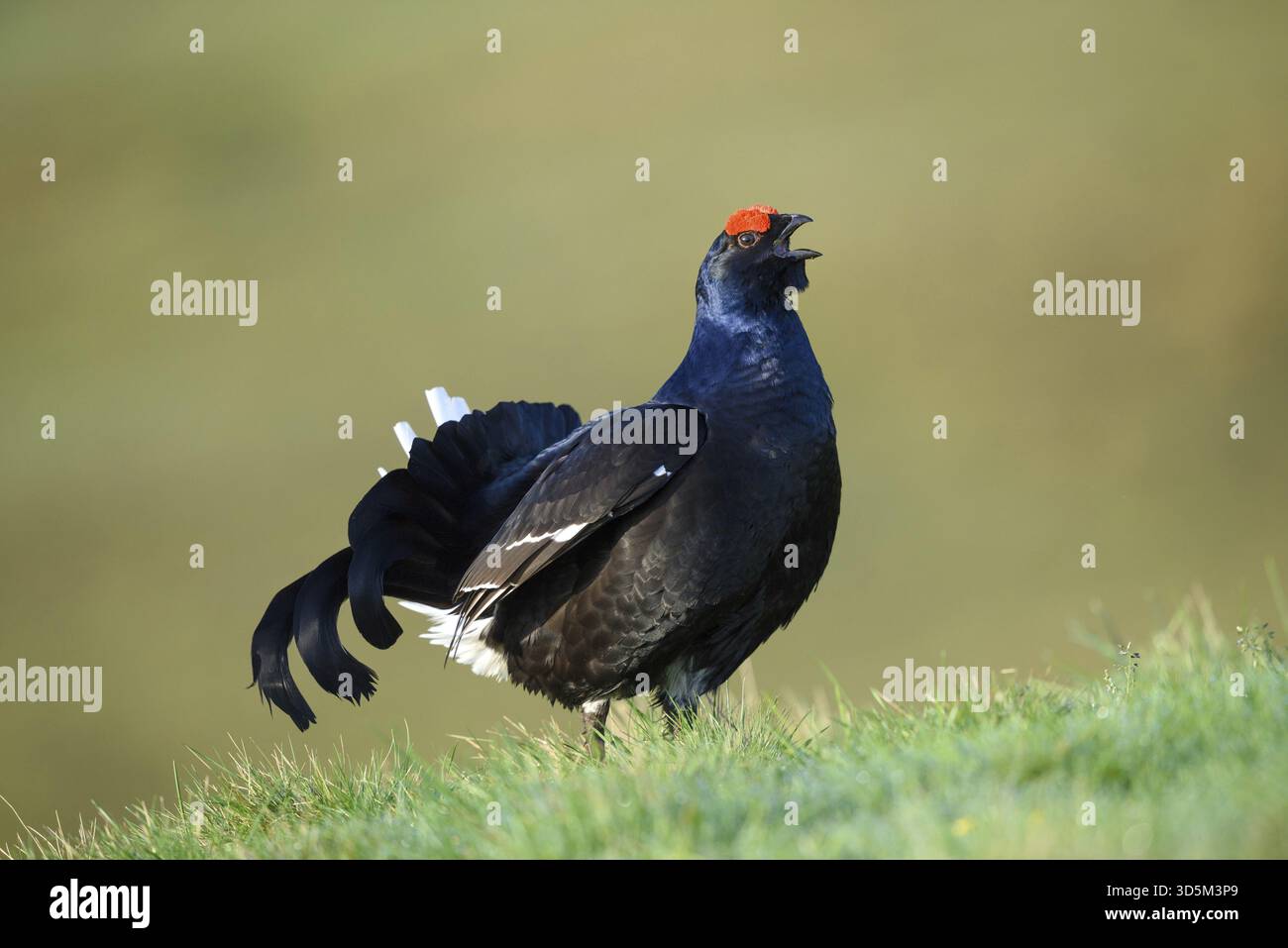 Courting black grouse, in a meadow, (Tetrao tetrix), female, animals ...