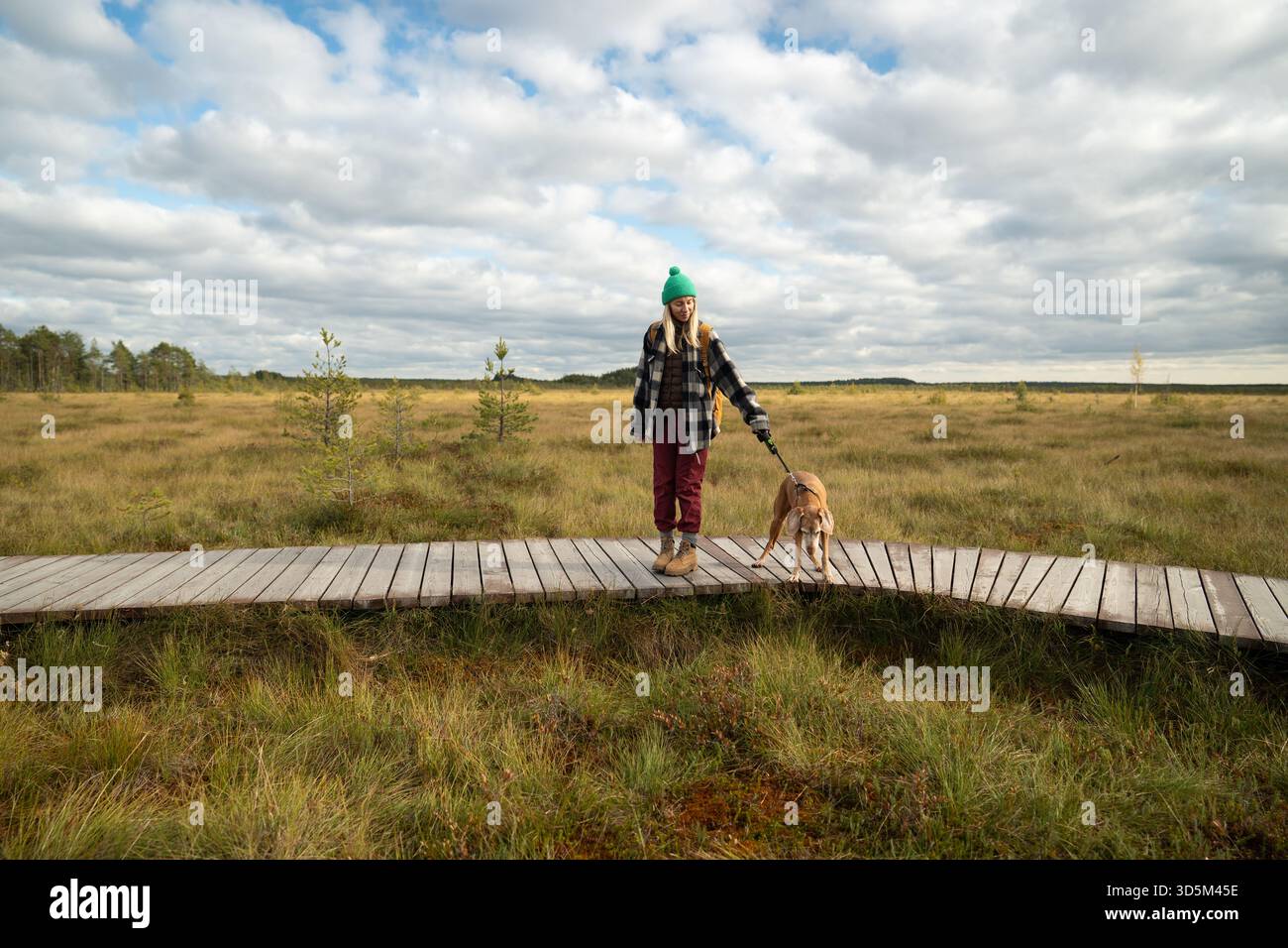 Curious hunting dog spot prey on peat bog and pull away from woman ...