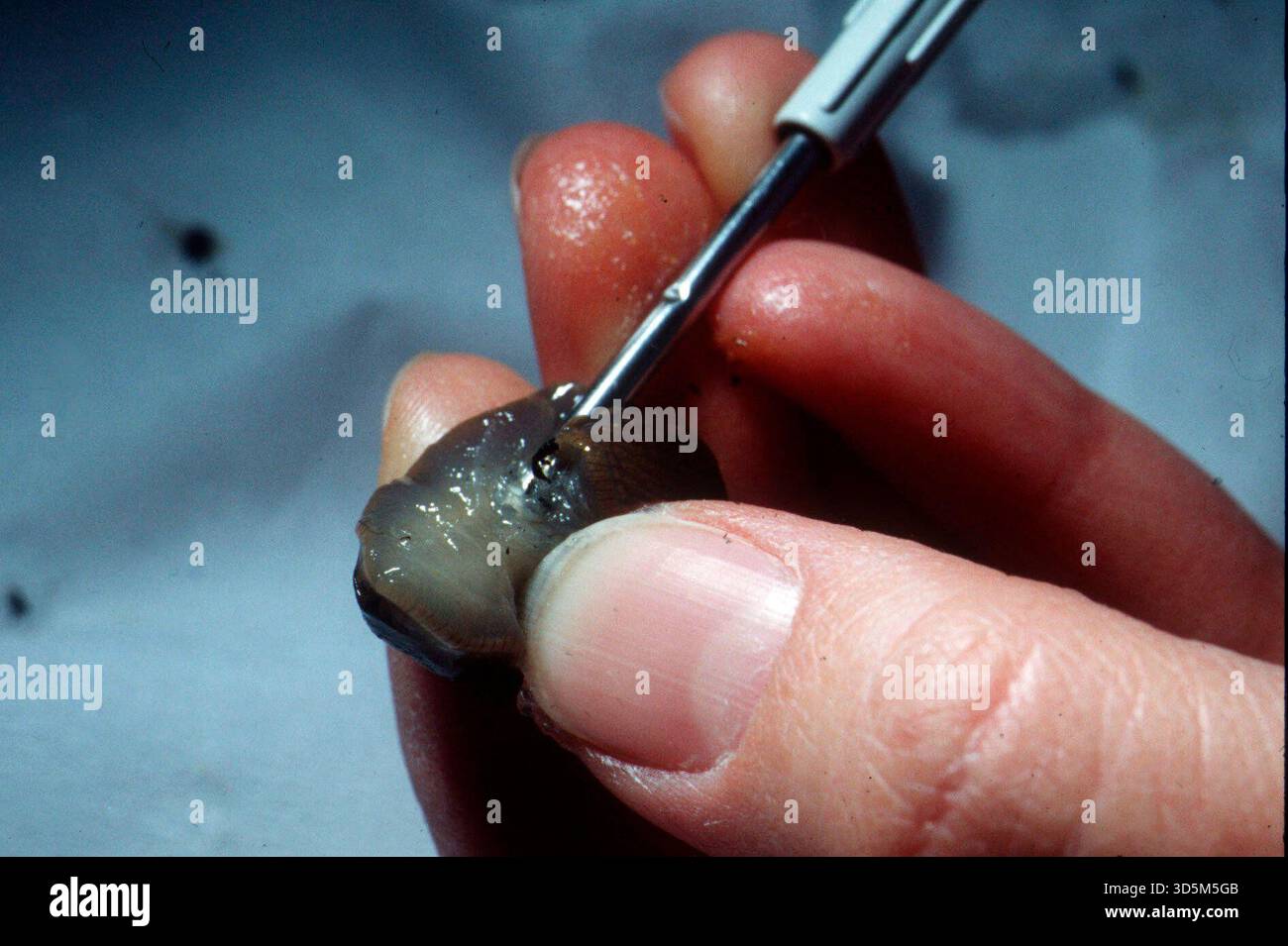 snail or gastropod with shell, small animals and molluscs with antennae ...