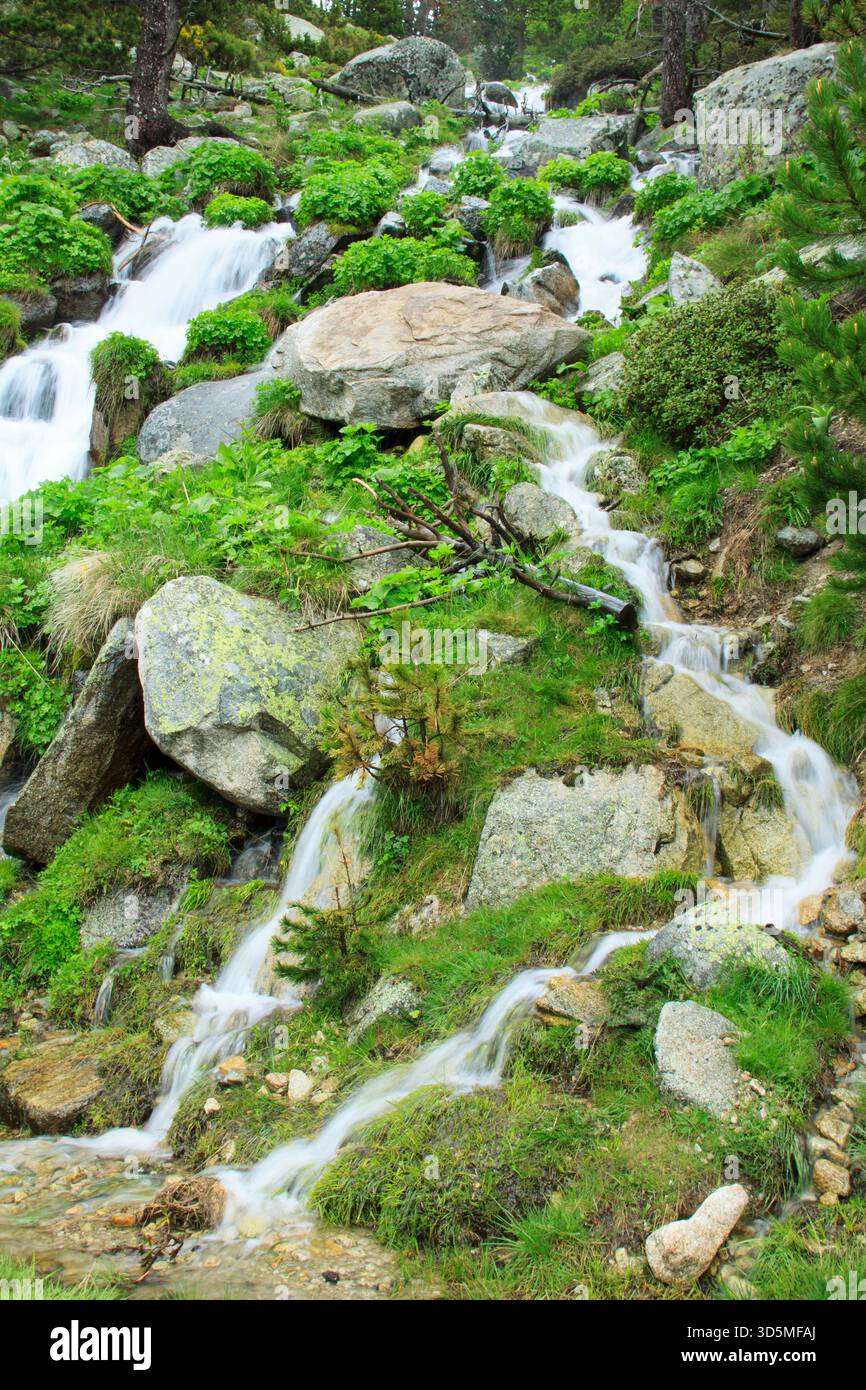 Streams of water descending from the top of the forest, flowing between ...