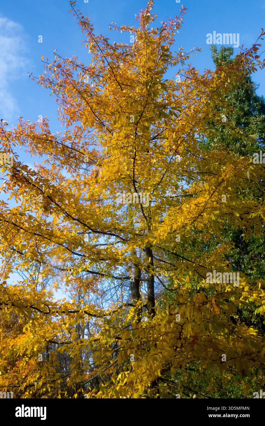 Black Gum Black Tupelo free Sour Gum Nyssa sylvatica Tree Autumn Yellow ...