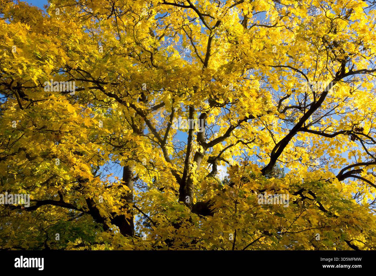 Low angle view vibrant golden hi-res stock photography and images - Alamy