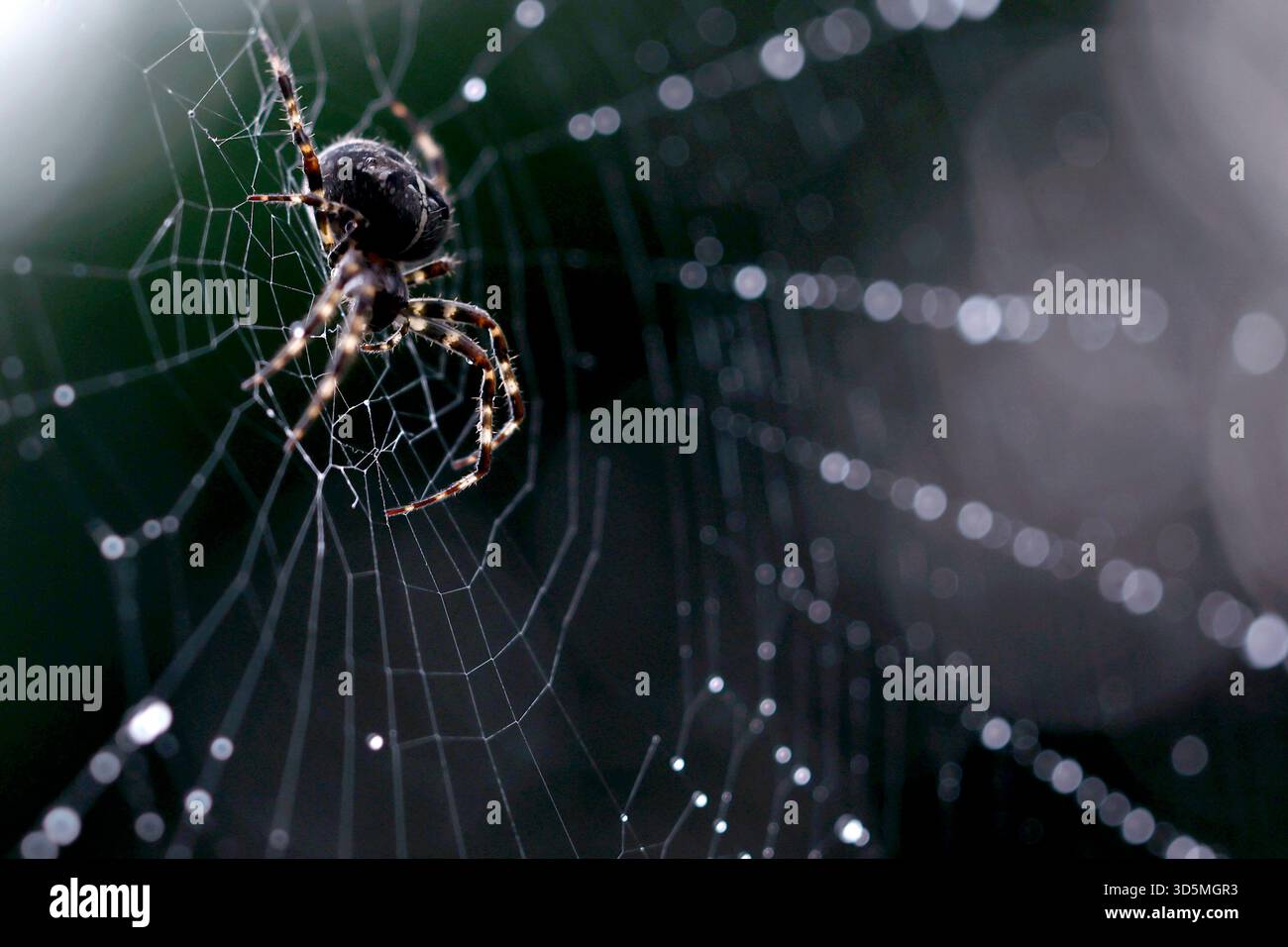 A common cross spider (Araneus diadematus) in a spider web, with ...