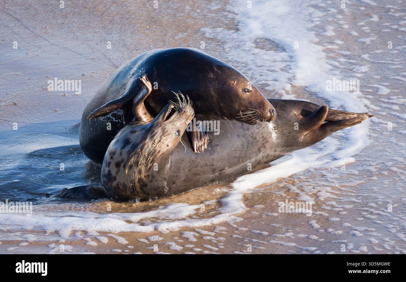 Juvenile male and female grey seals (Halichoerus grypus) play fighting ...