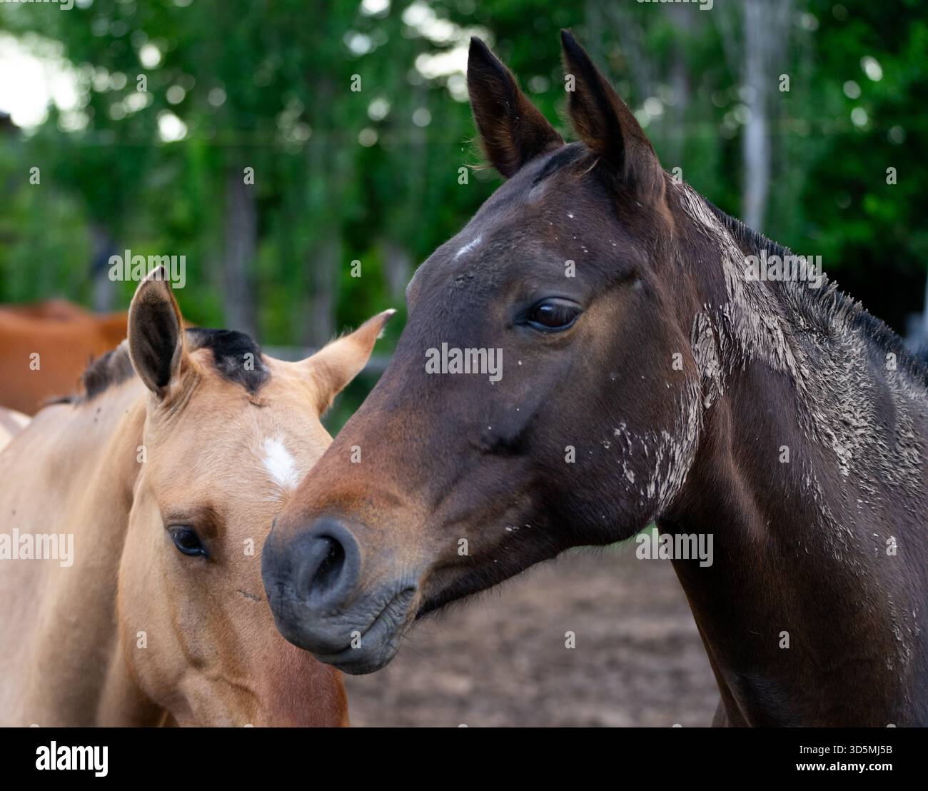 Two Horses Standing Closely Together on Rural Ranch Stock Photo - Alamy