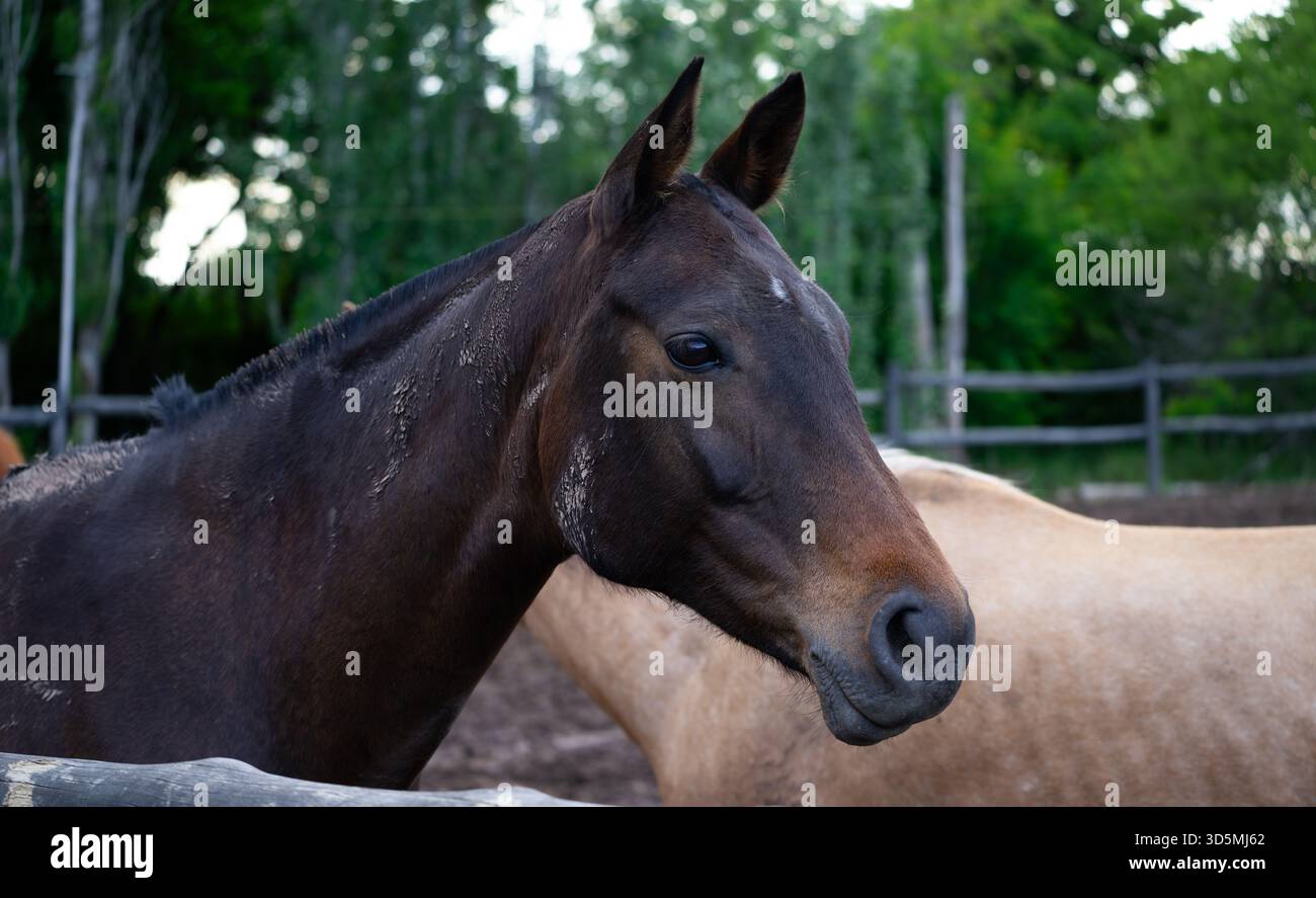 Dark Brown Horse with Mud Patterns Standing in Ranch Corral Stock Photo ...