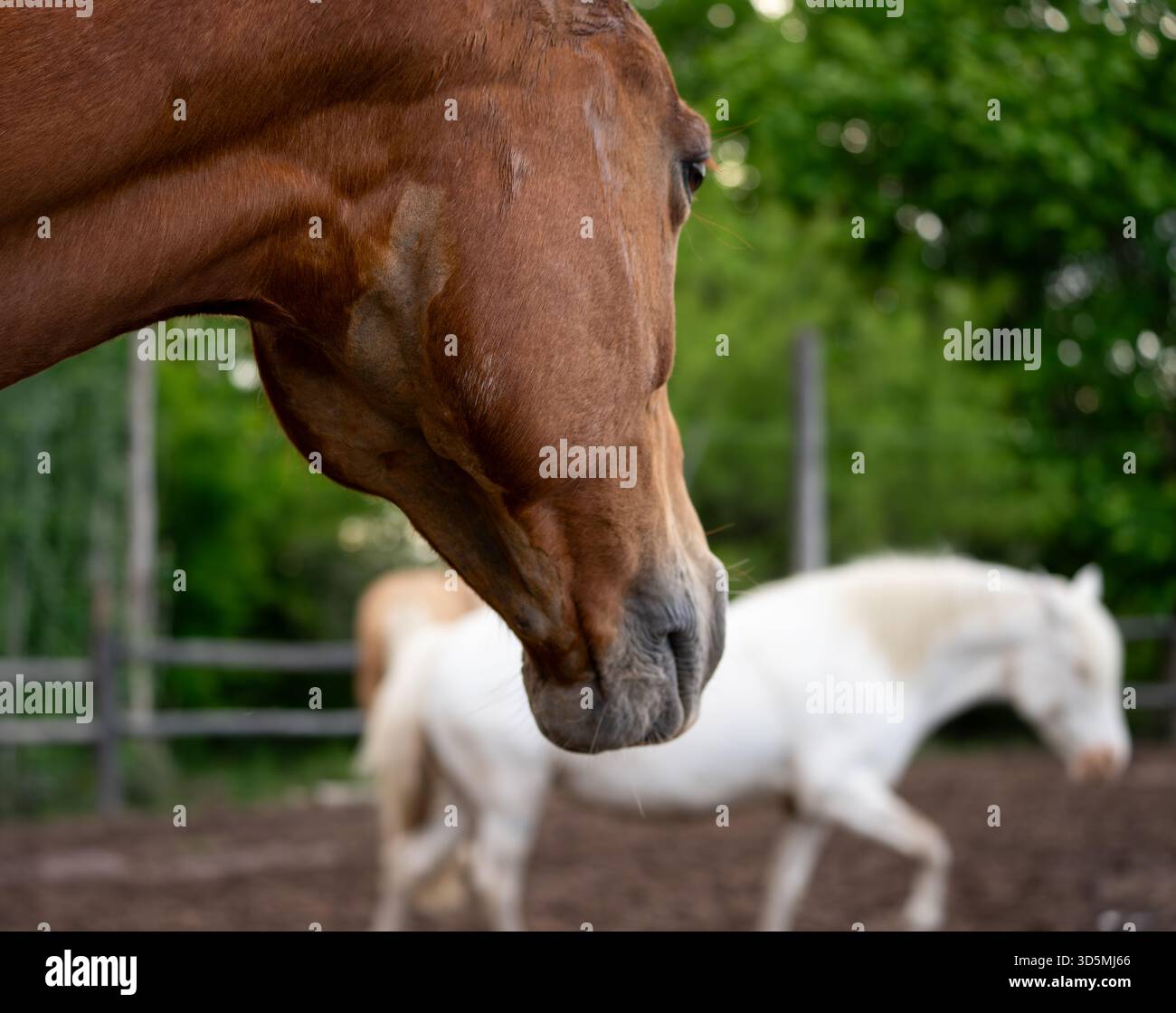 Chestnut Horse Neck and Head Profile with White Horse in Background ...